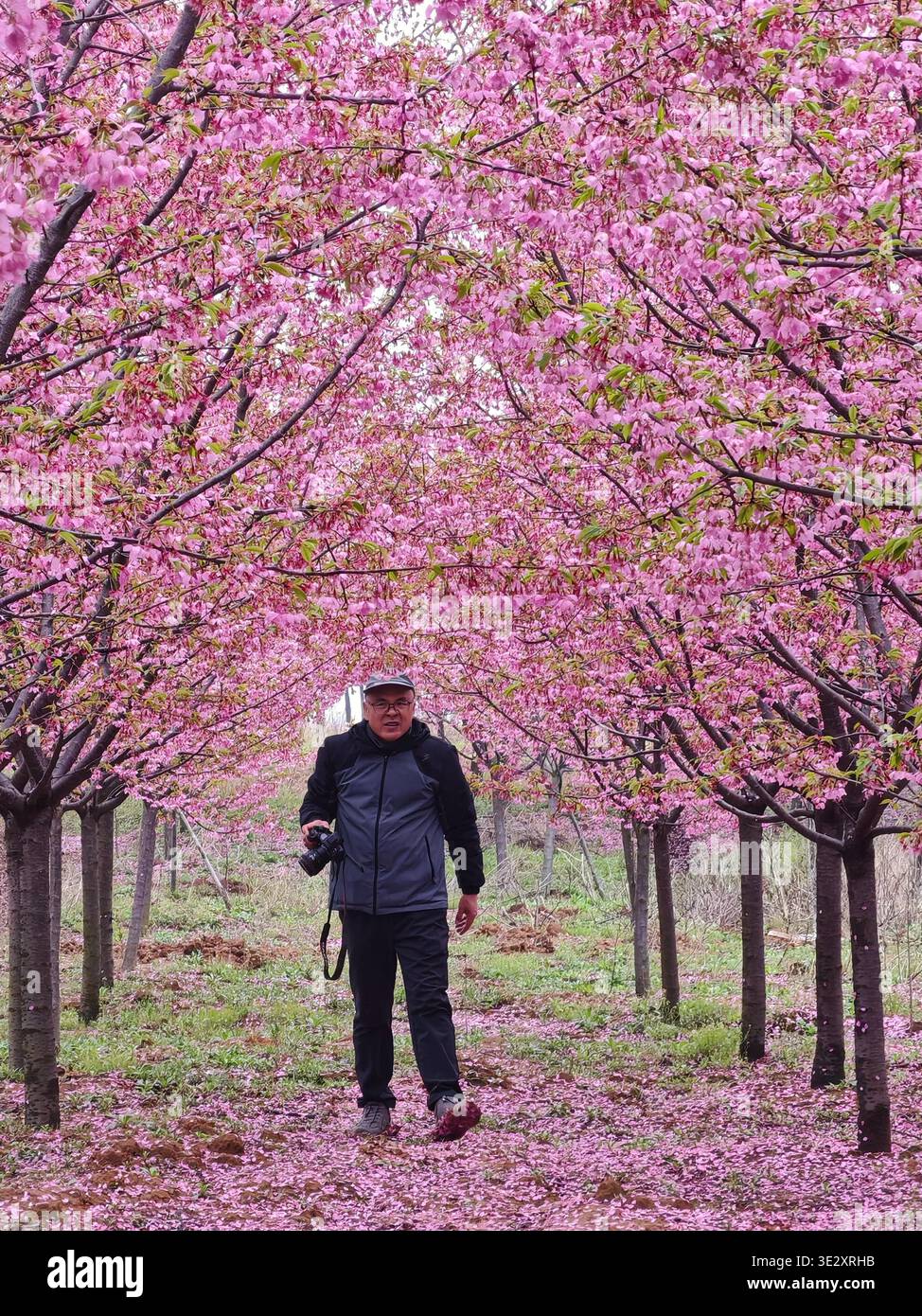 Cherry blossoms bloom at Shuihu Mountain in Dafang Village, Zengdian ...