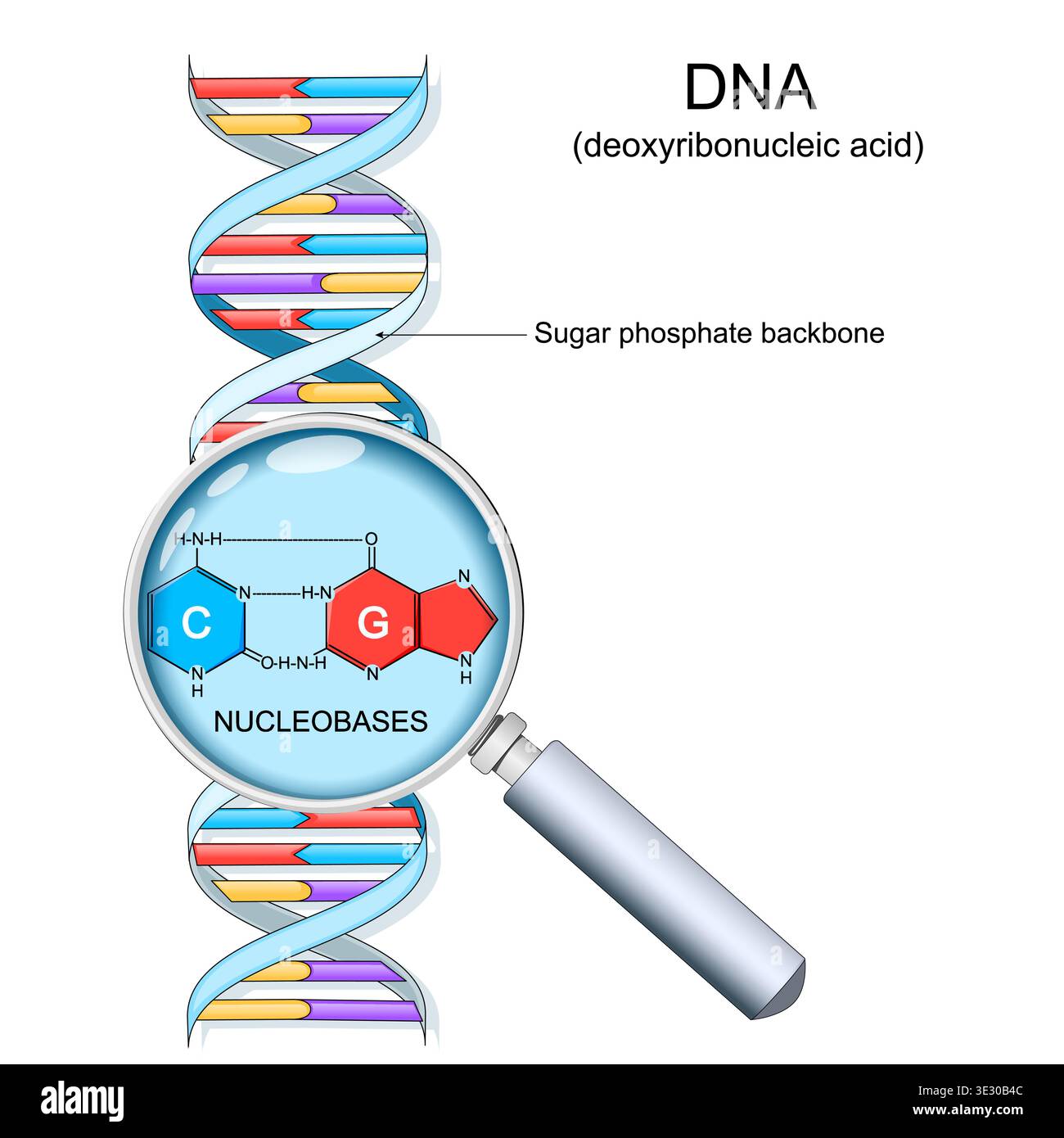 Nucleobase adenine molecular structure Stock Vector Images - Alamy