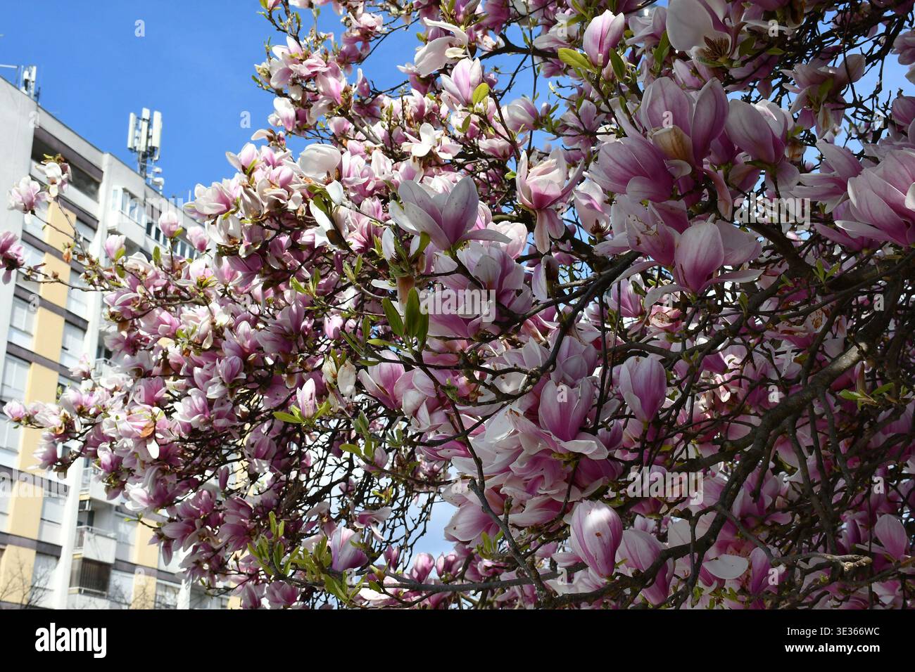 One of the most beautiful magnolias in Croatia is in full bloom despite ...