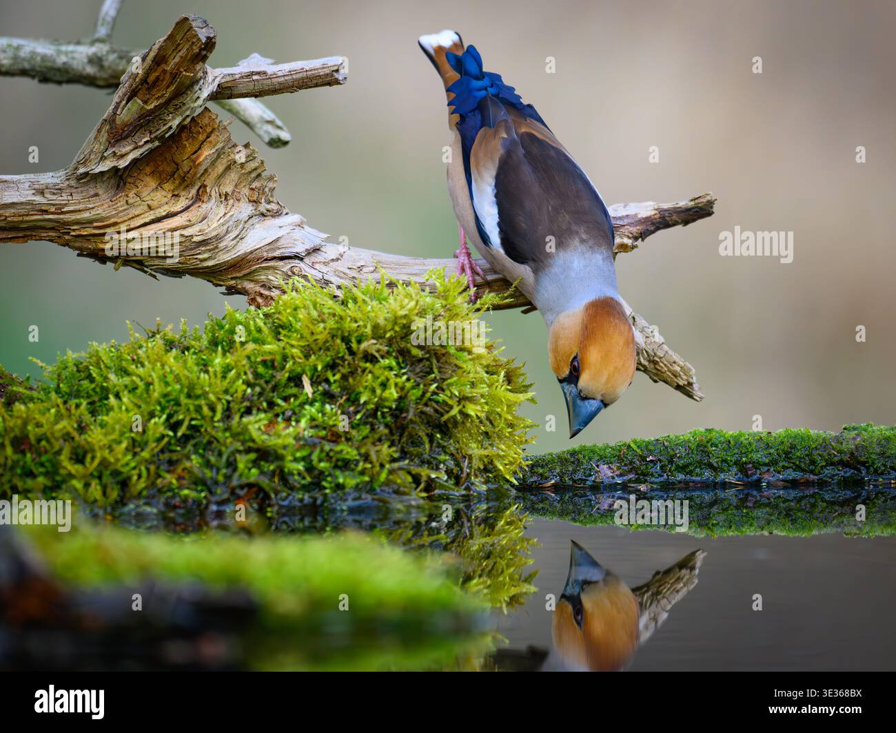 20 March 2026, Brandenburg, Sieversdorf: A hawfinch (Coccothraustes ...