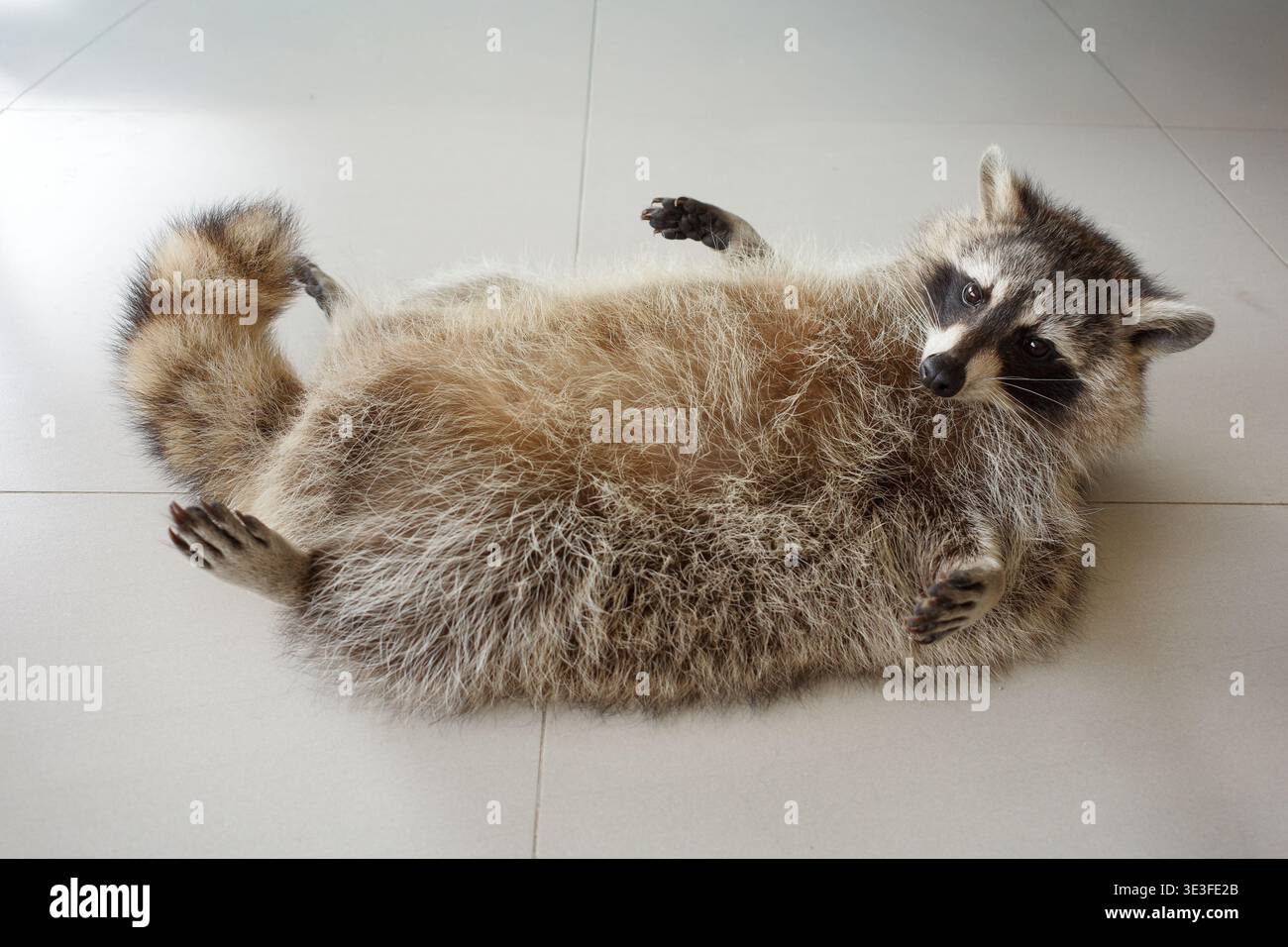 Raccoon lies on its back on a tiled floor. Furry creature rests with ...