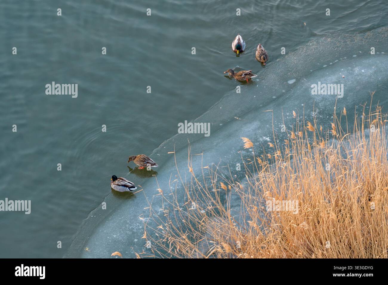 Wild ducks, oriental white storks and grey herons rest on melting ice ...