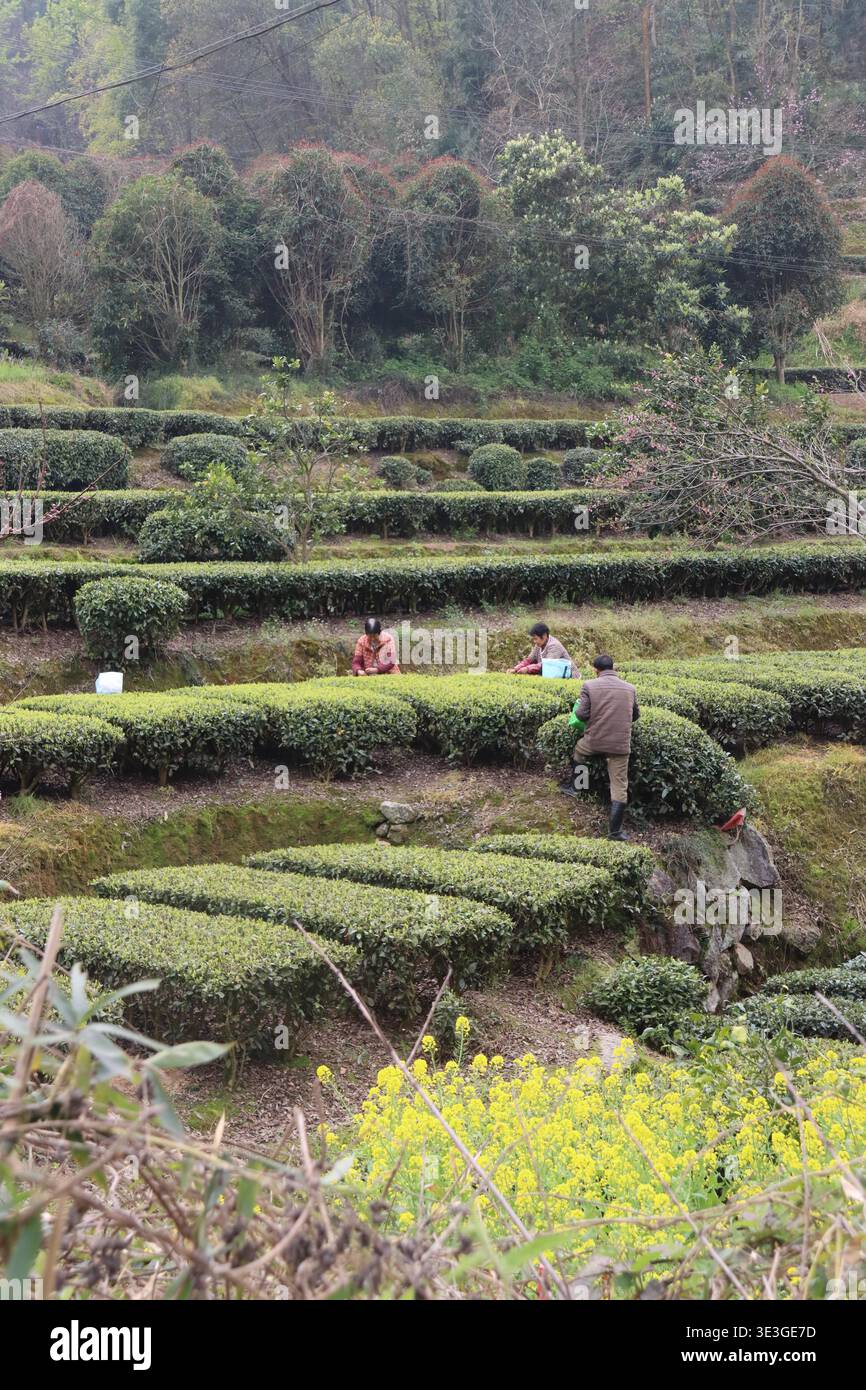 Farmers harvest spring tea in Luofocun Village, Taipingxi Town, Yiling ...
