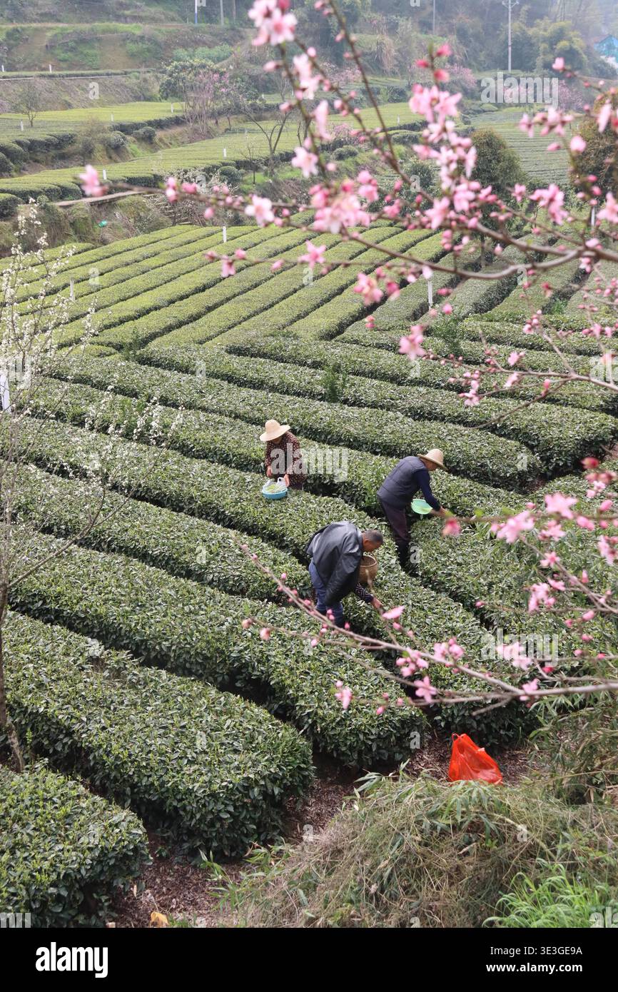 Farmers harvest spring tea in Luofocun Village, Taipingxi Town, Yiling ...