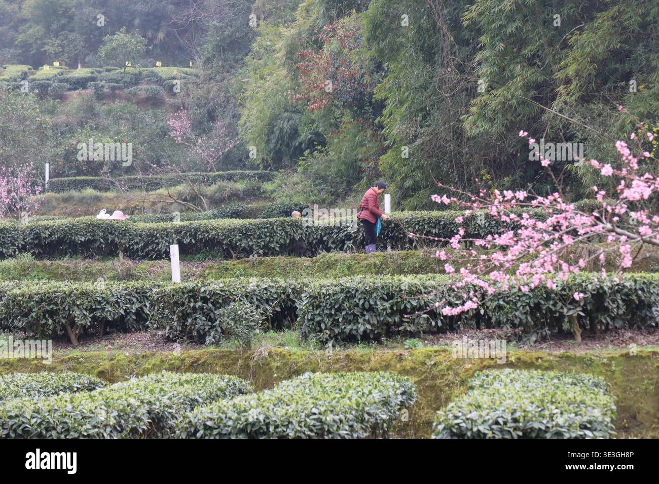 Farmers harvest spring tea in Luofocun Village, Taipingxi Town, Yiling ...