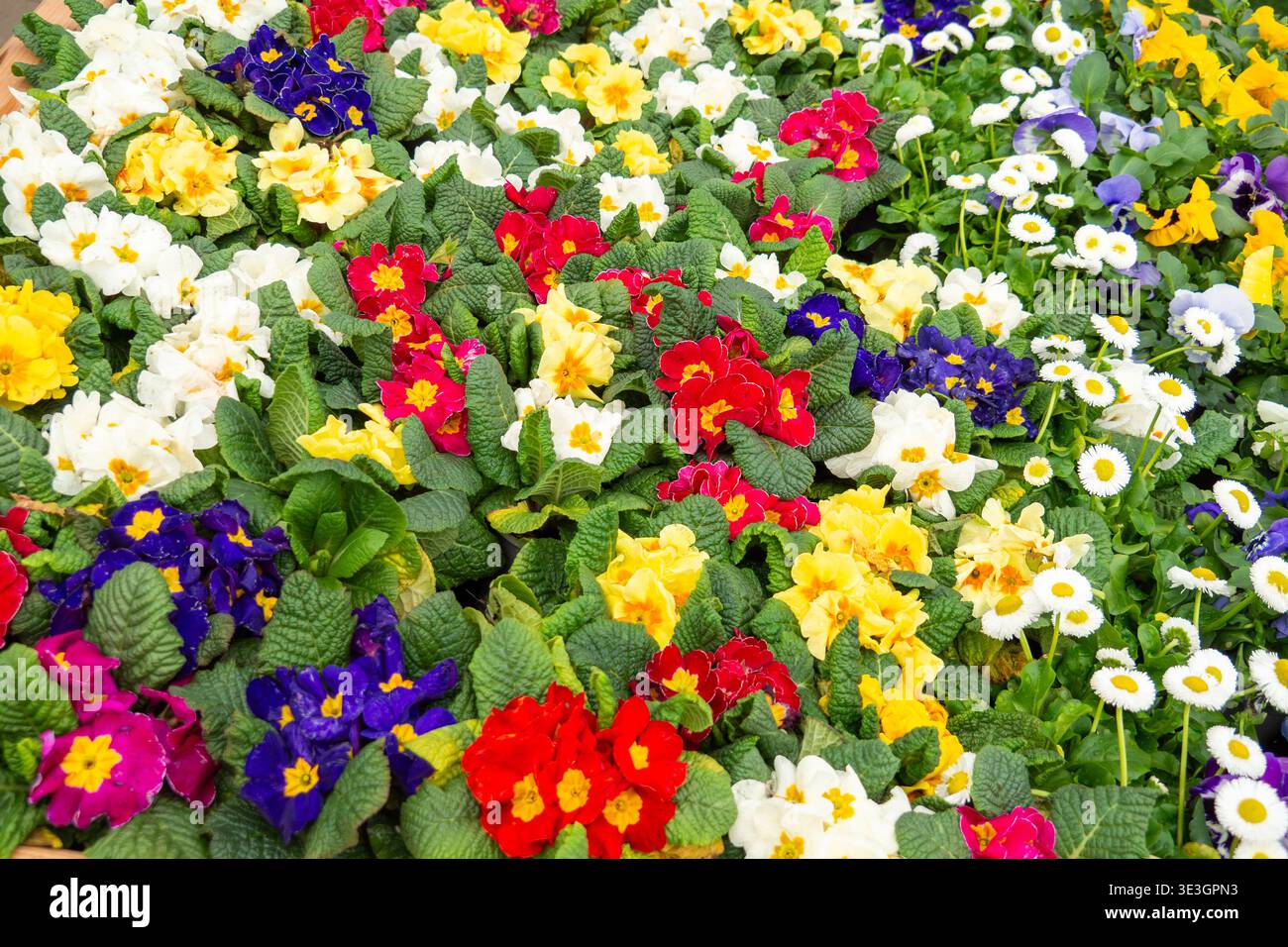 Dense cluster of white blossoms hi-res stock photography and images - Alamy