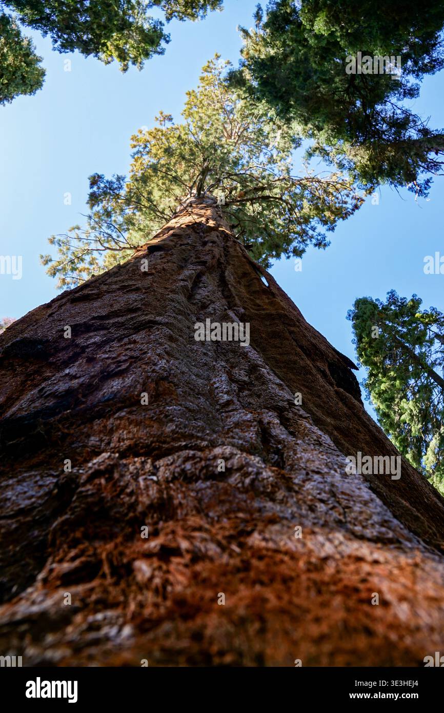 Tall conifer tree seen from ground hi-res stock photography and images ...