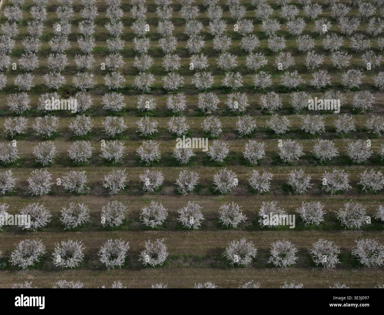 A farm worker tends to an almond tree grove outside the city of Larissa ...