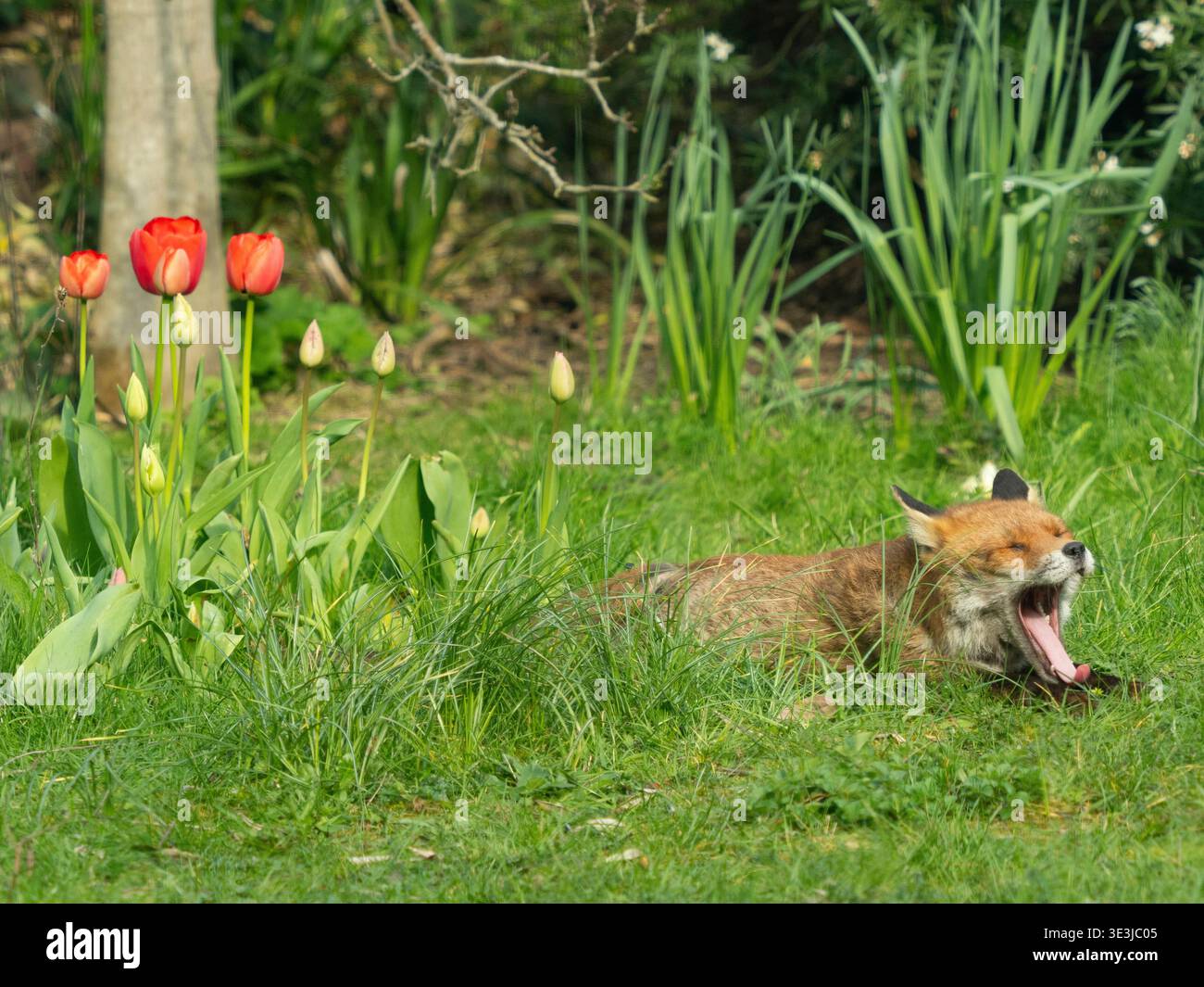 UK weather, 23 March 2026: A sleepy fox enjoys warm weather in a garden ...