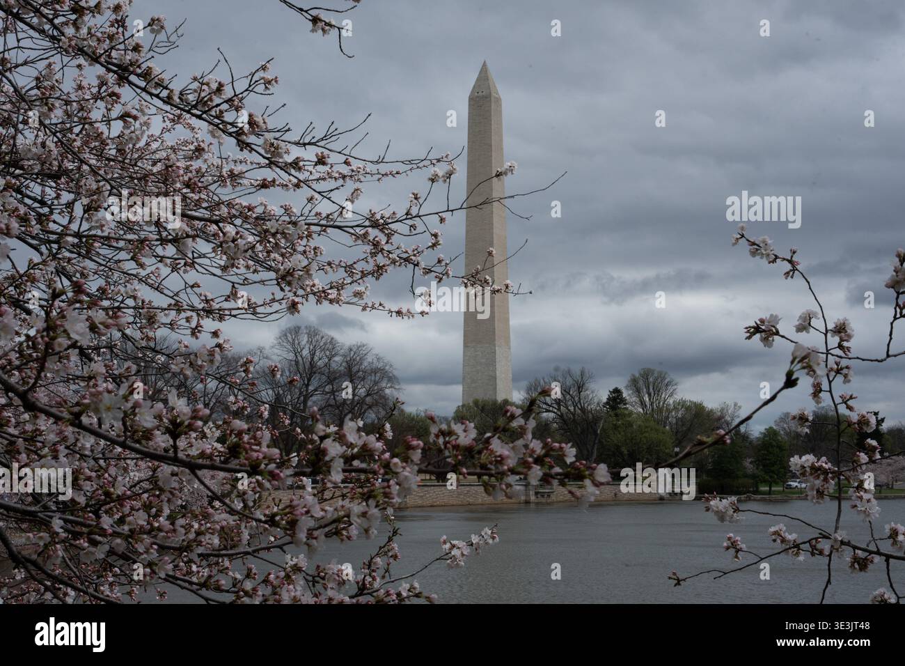 March 23, 2026, Tidal Basin, Dc, United States: The Cherry Blossom ...
