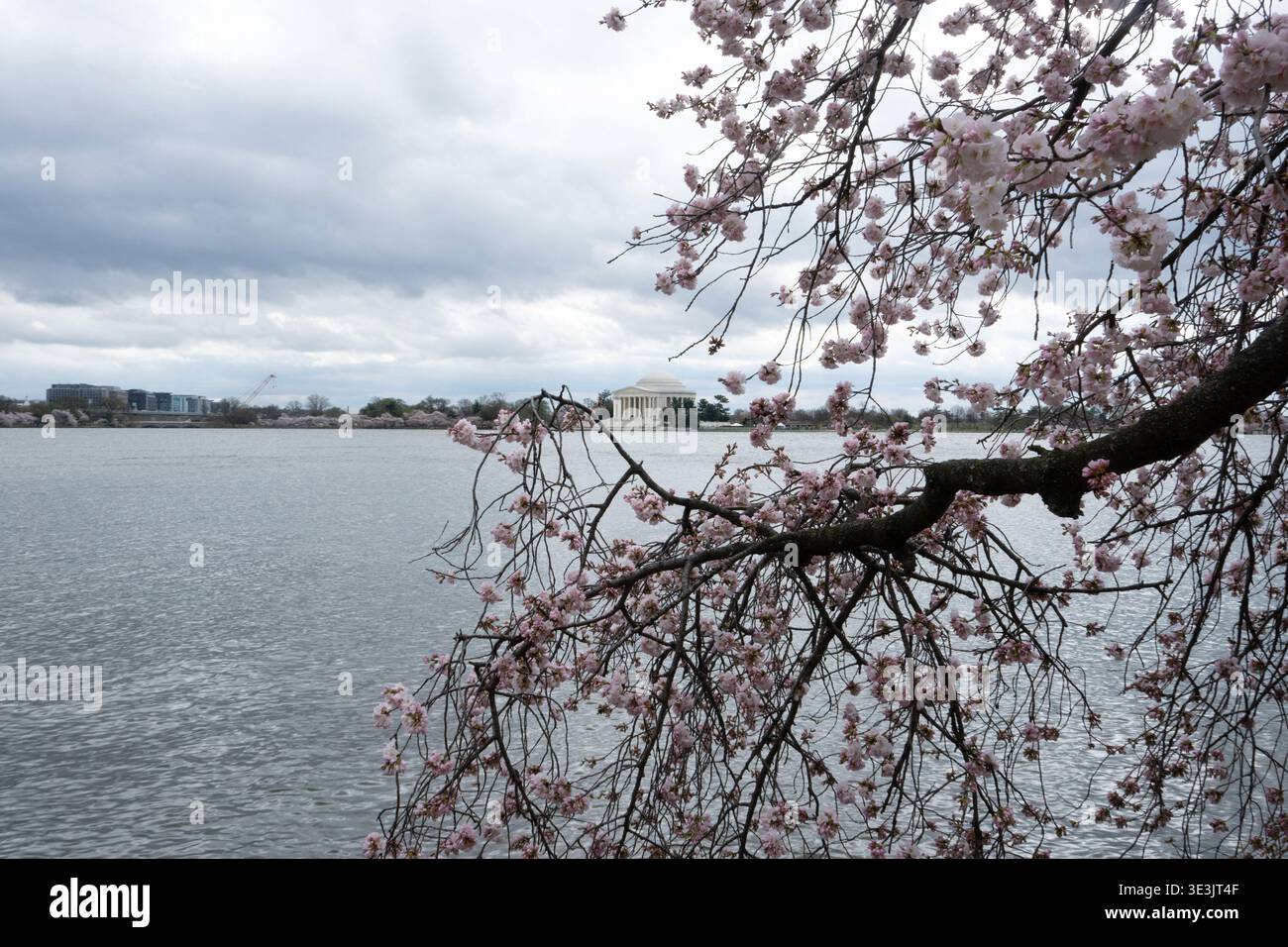 March 23, 2026, Tidal Basin, Dc, United States: The Cherry Blossom ...