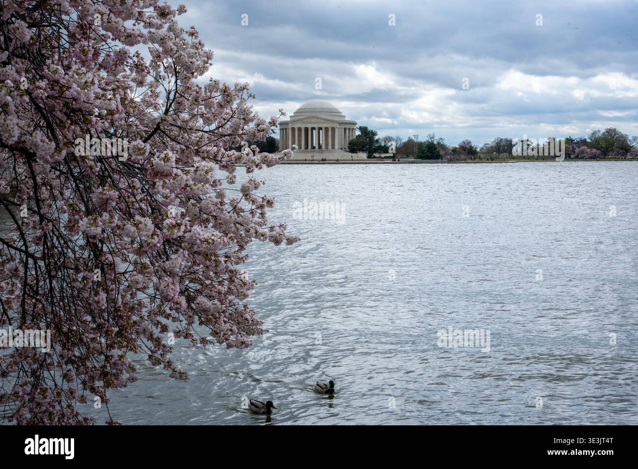 March 23, 2026, Tidal Basin, Dc, United States: The Cherry Blossom ...