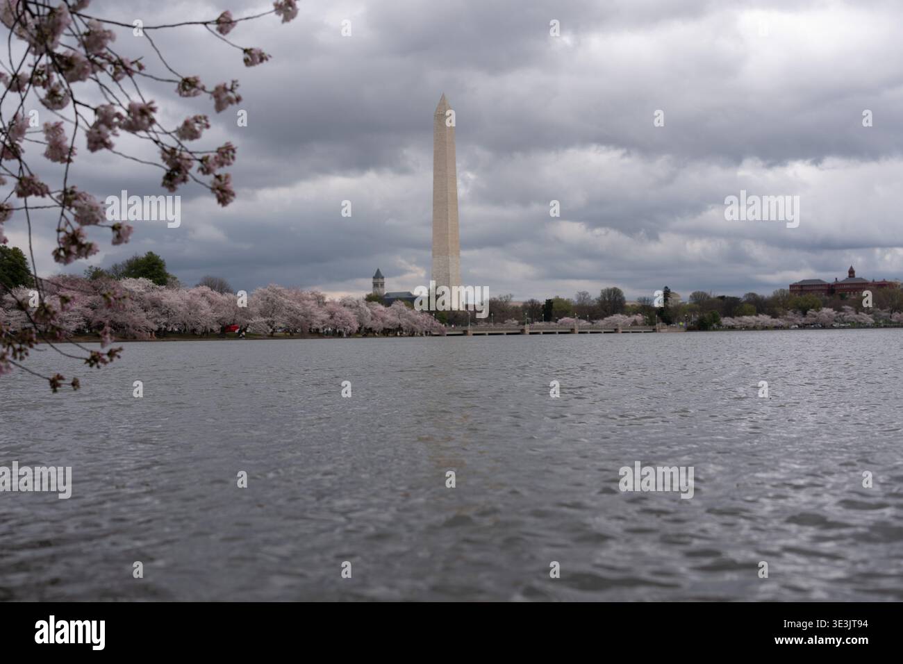 March 23, 2026, Tidal Basin, Dc, United States: The Cherry Blossom ...