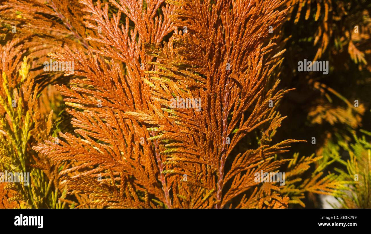 Dry brown thuja arborvitae branches close up, dead conifer tree foliage ...