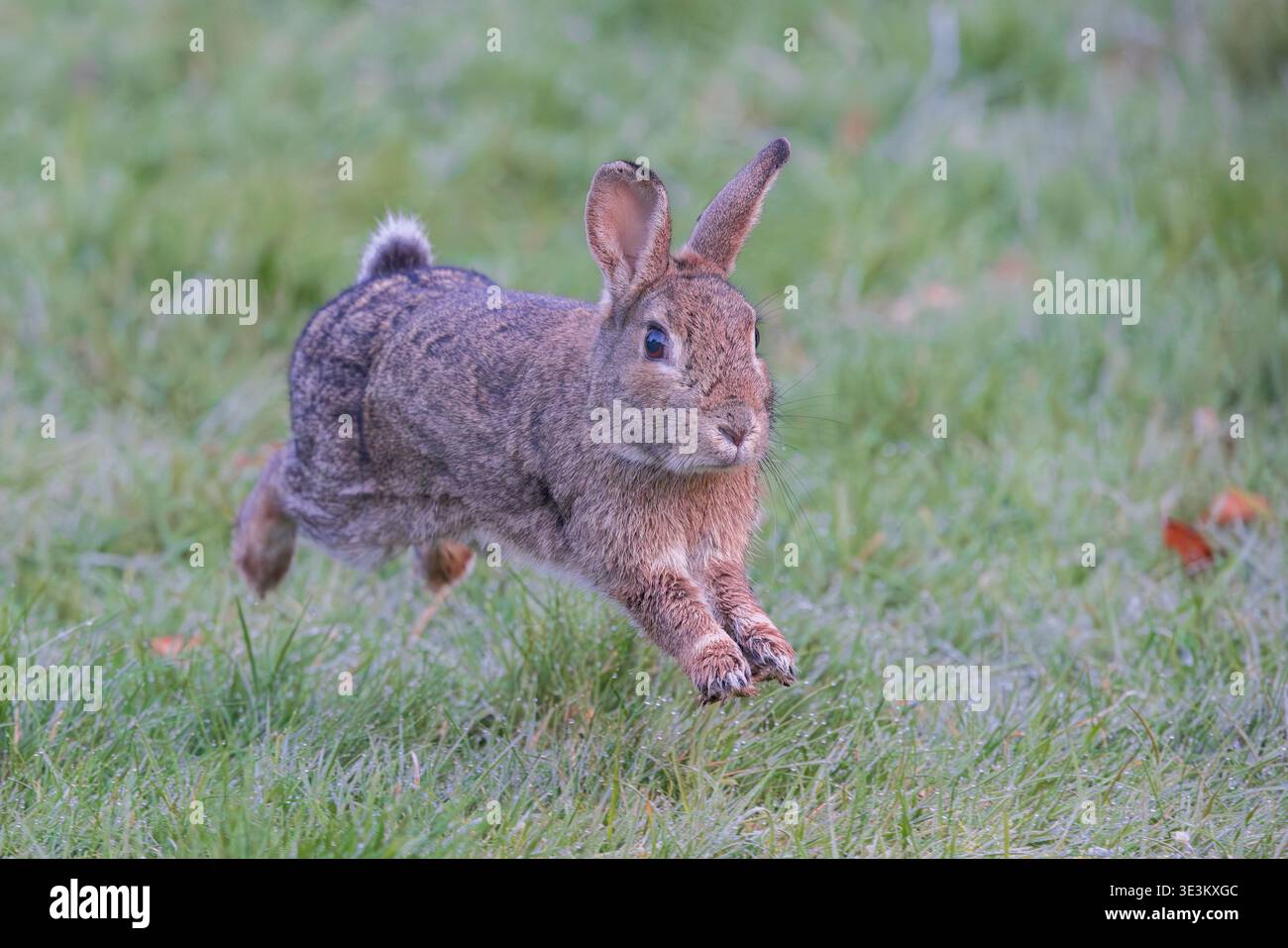 Wild Rabbit [ Oryctolagus cuniculus ] running on grass in rural garden ...