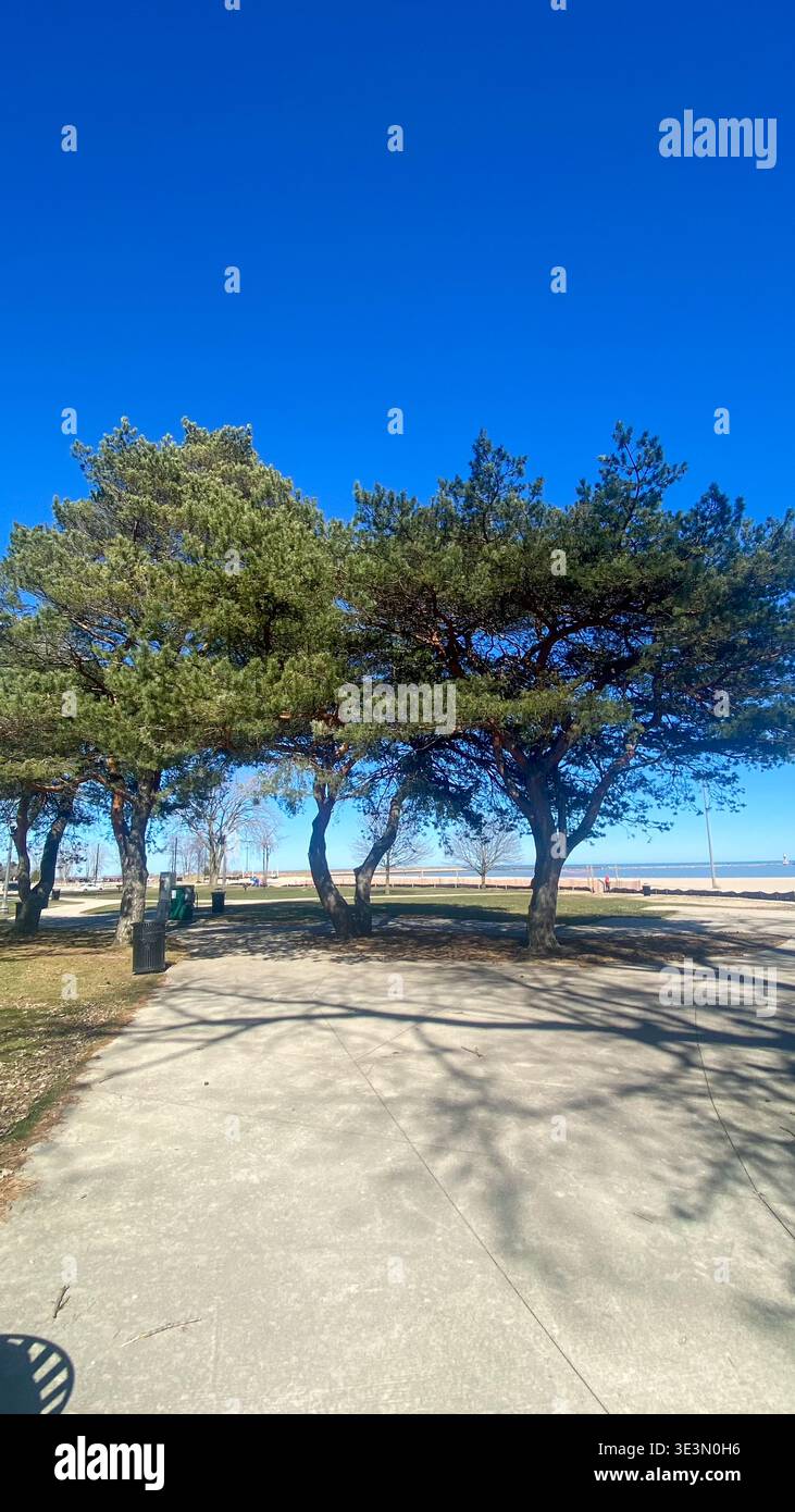 People walk along the pathway in a park surrounded by trees The sun ...