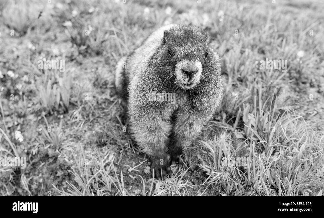 Marmot capybara. Marmot wild largest rodent. Woodchuck rodent. South ...