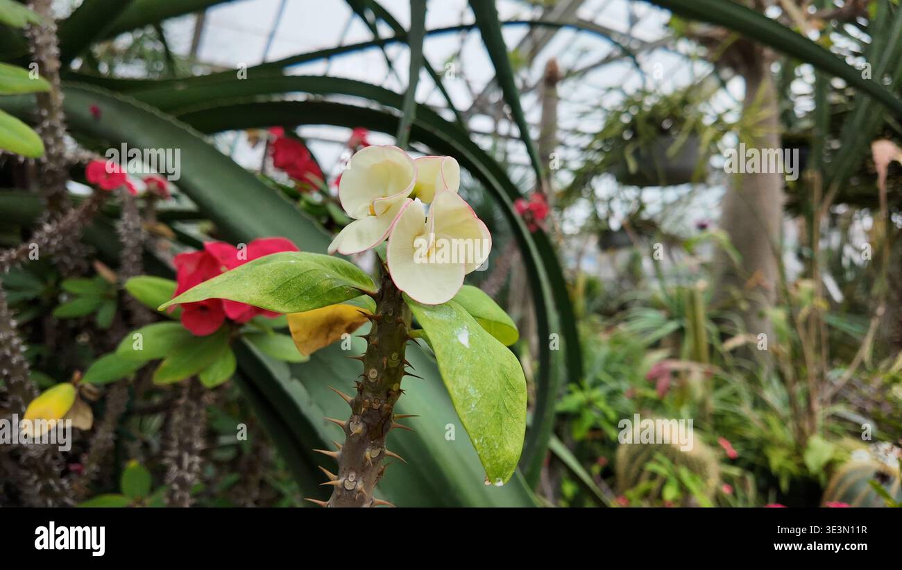 Shows a beautiful flowering plant at Centennial Park Conservatory in ...