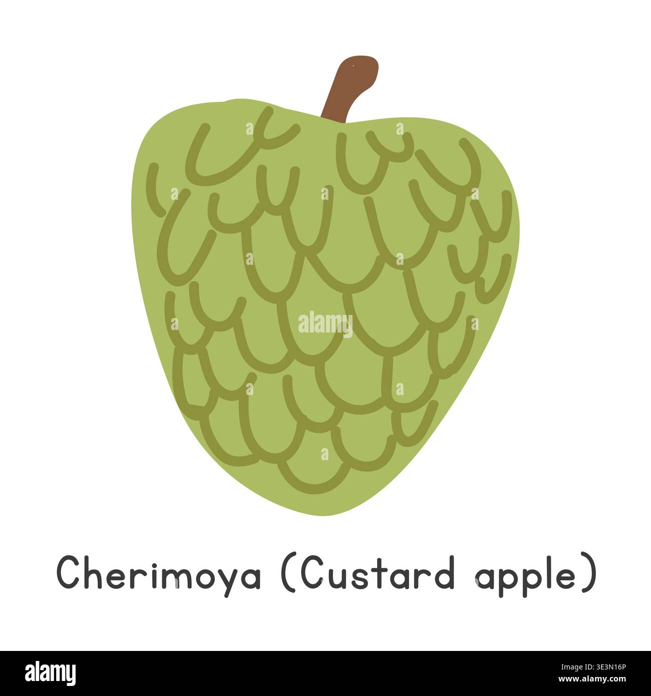 Cherimoya flat vector illustration. Green Cherimoya or Custard apple ...