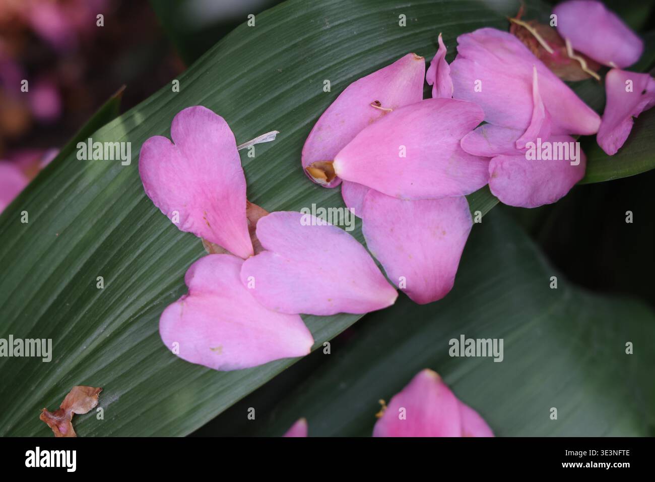 Hongyuan park welcomes visitors with lush greenery and blooming flowers ...