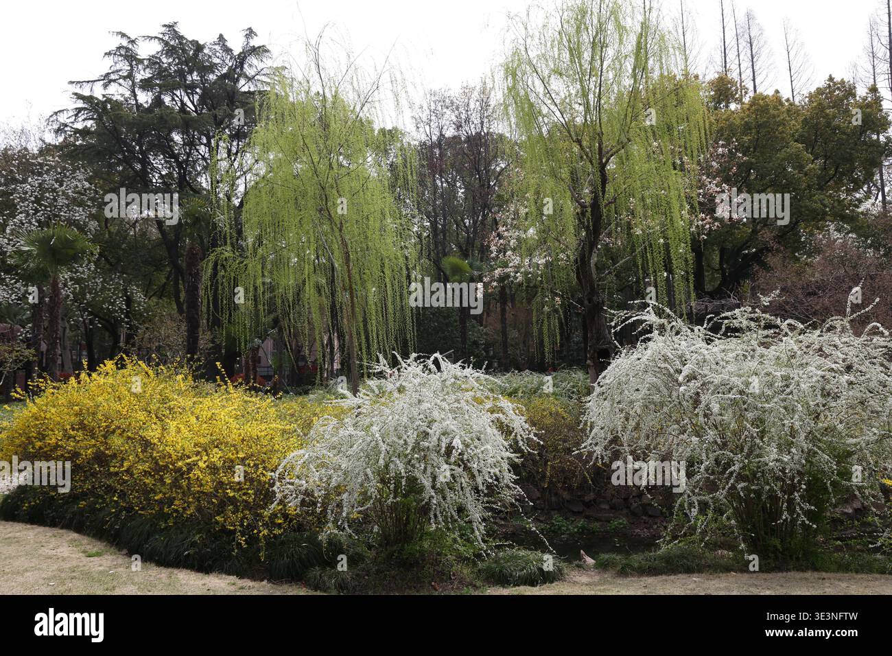 Hongyuan park welcomes visitors with lush greenery and blooming flowers ...