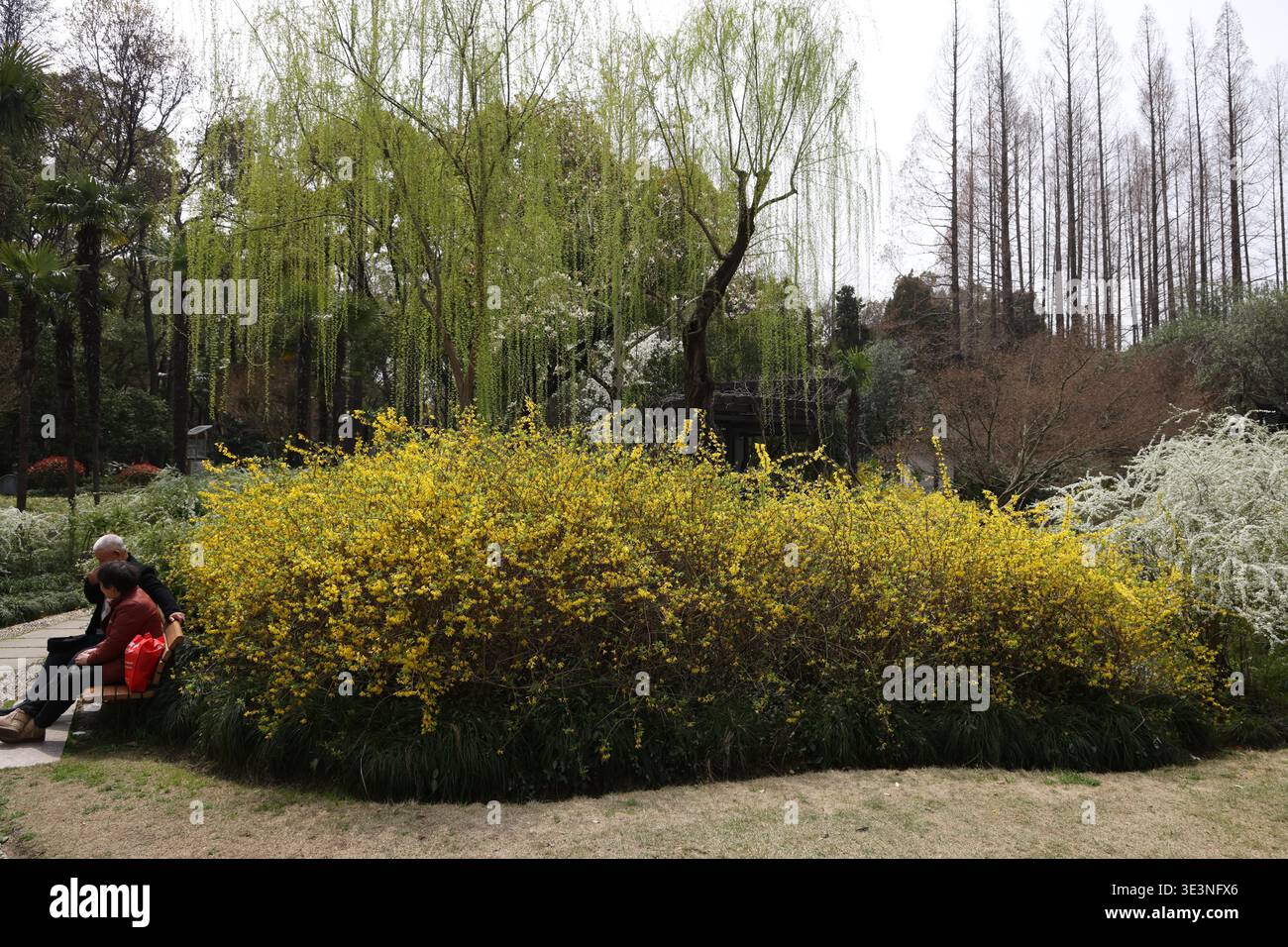 Hongyuan park welcomes visitors with lush greenery and blooming flowers ...
