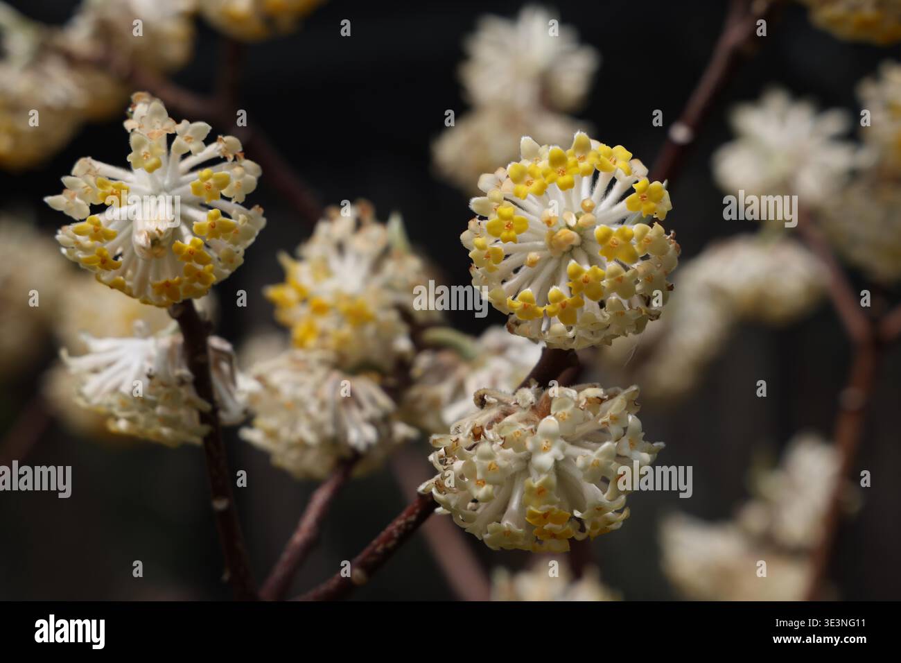 Hongyuan park welcomes visitors with lush greenery and blooming flowers ...