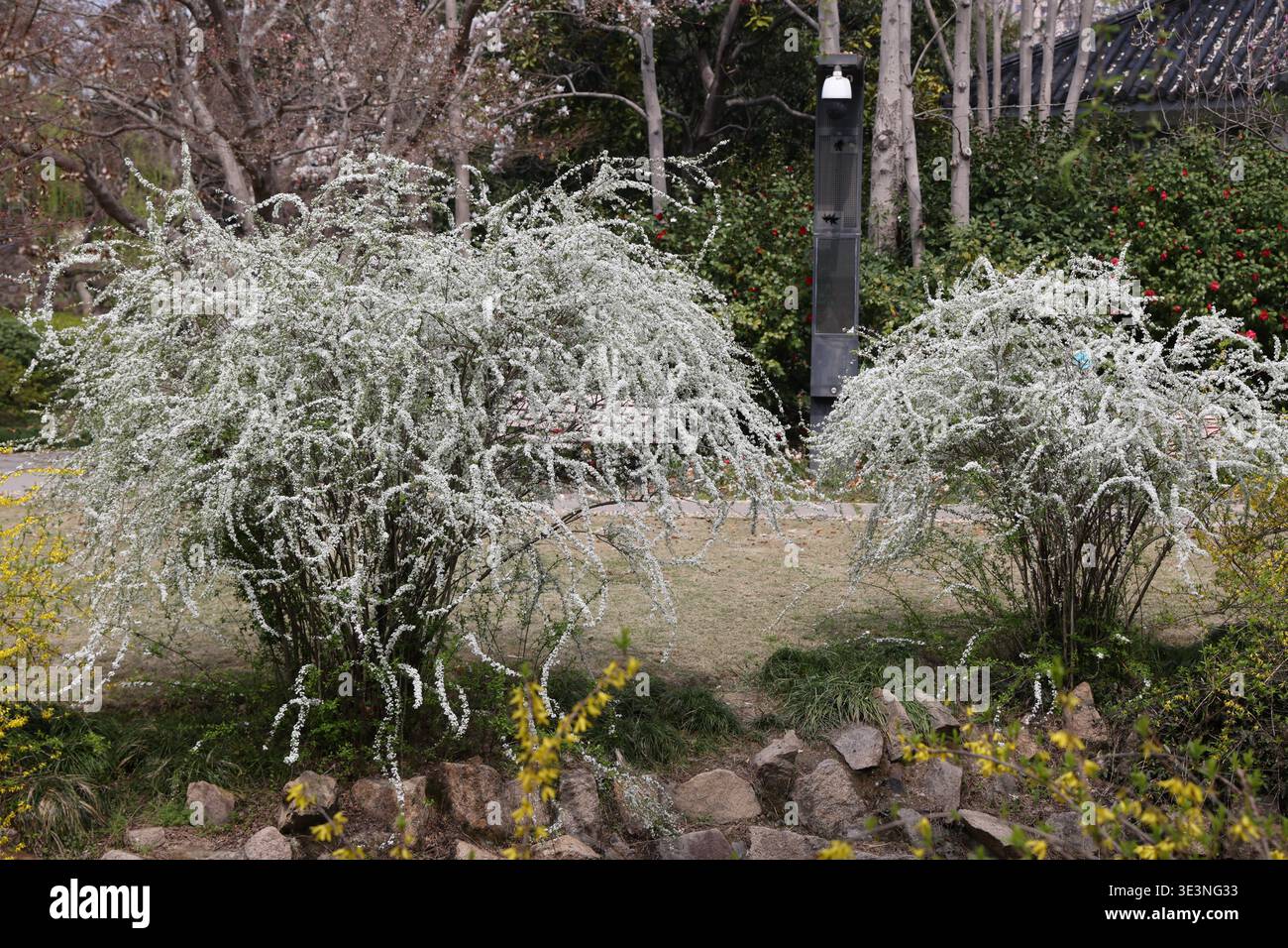 Hongyuan park welcomes visitors with lush greenery and blooming flowers ...