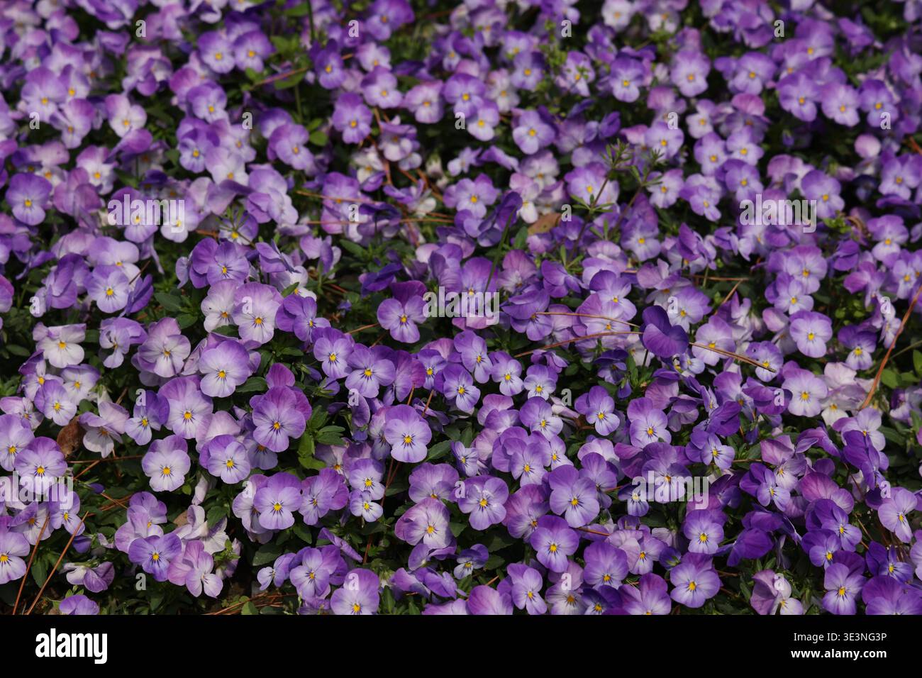 Hongyuan park welcomes visitors with lush greenery and blooming flowers ...
