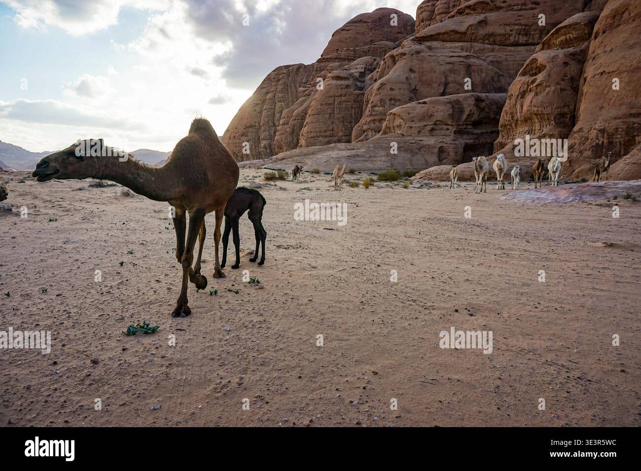 Animals surviving in harsh dry conditions hi-res stock photography and ...