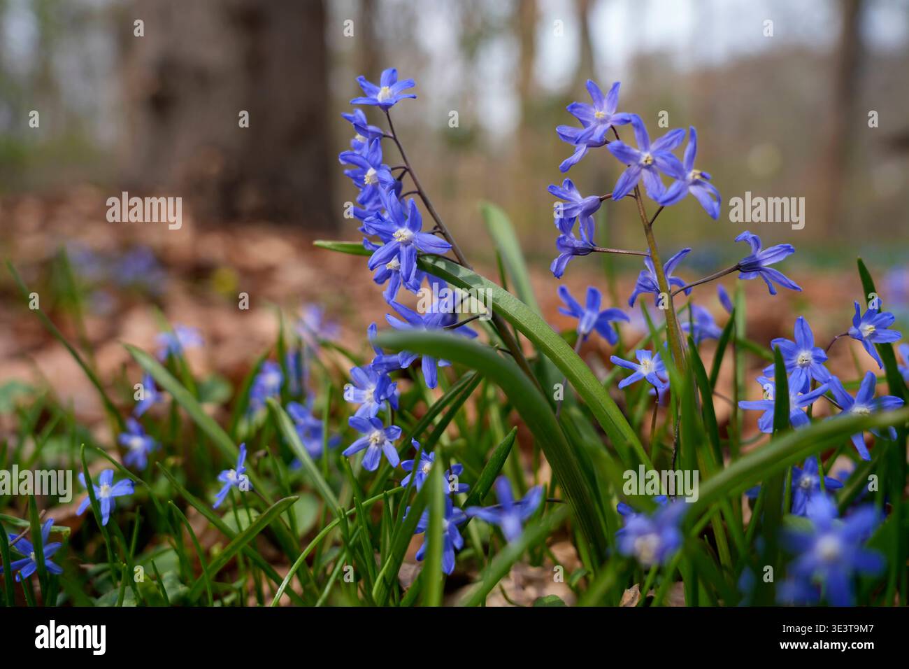 Sardes-Blaustern Scilla sardensis im Großen Tiergarten In Berlin ...