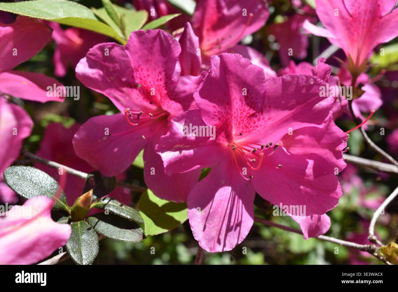 Lovely azalea hi-res stock photography and images - Alamy