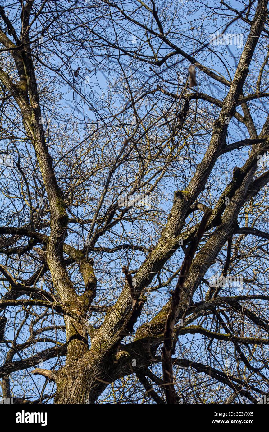 A sprawling tree with intricate branches stretches towards the bright ...