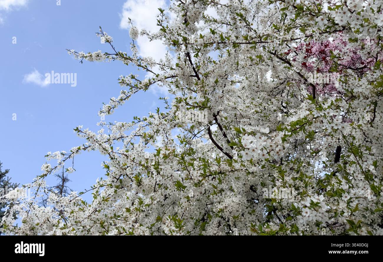 Dense cluster of white blossoms hi-res stock photography and images - Alamy