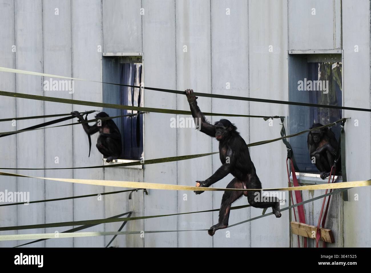 Bonobos in their new enclosure at Twycross Zoo, Leicestershire ...