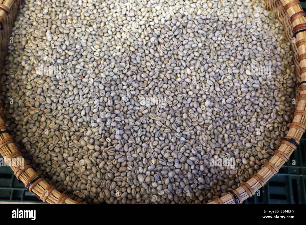 BAOSHAN, CHINA - MARCH 12, 2026 - Yunnan coffee beans in Baoshan City ...