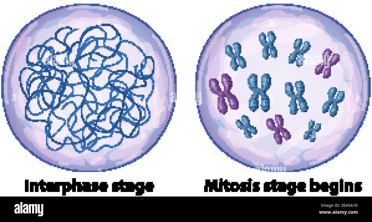 Scientific vector illustration comparing chromatin in interphase with ...