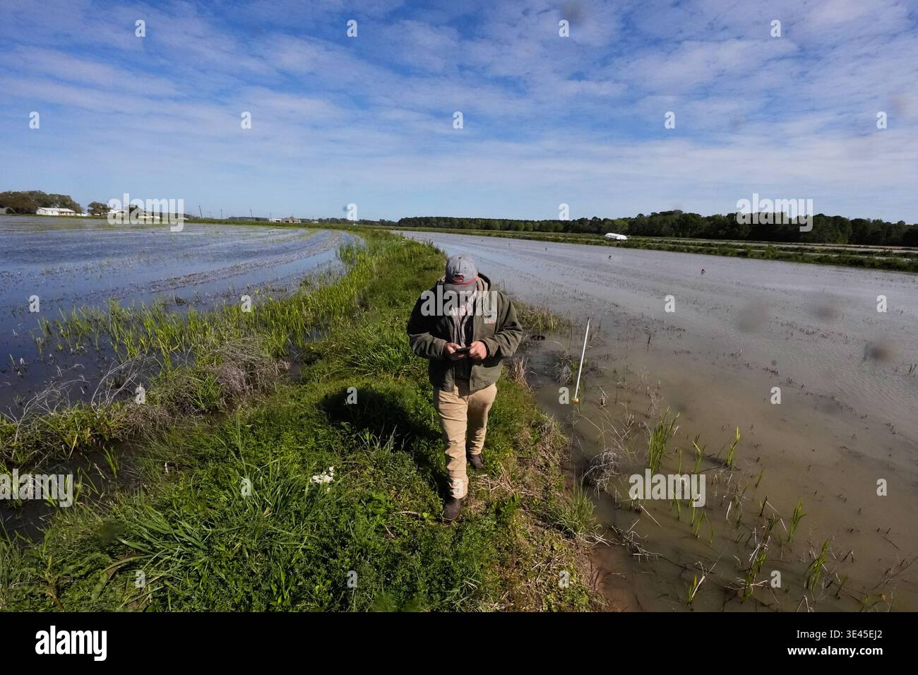 Colin Lawson walks between his family's crawfish ponds in Crowley, La ...