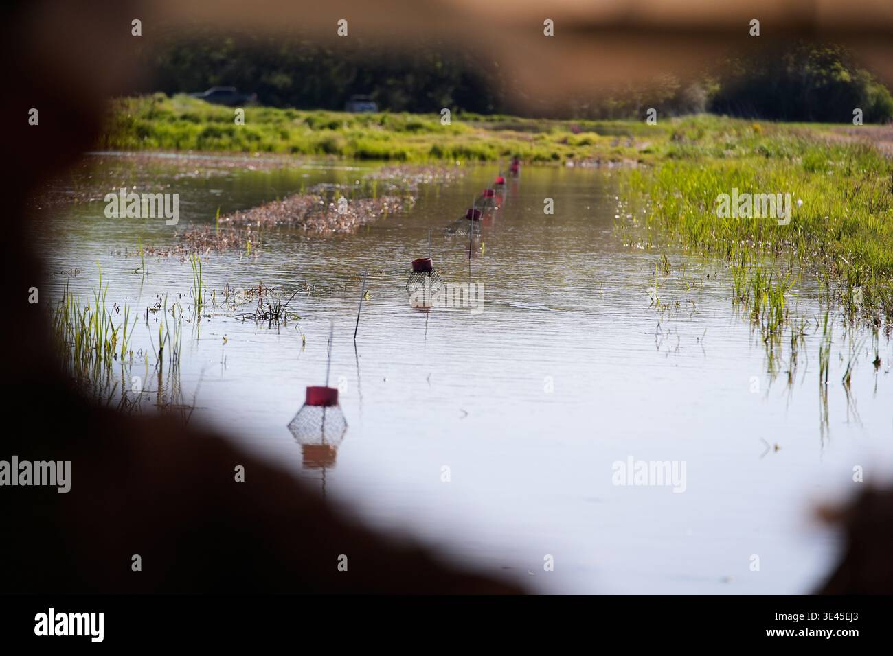 Juan Antonio harvests crawfish traps in a crawfish pond in Crowley, La ...