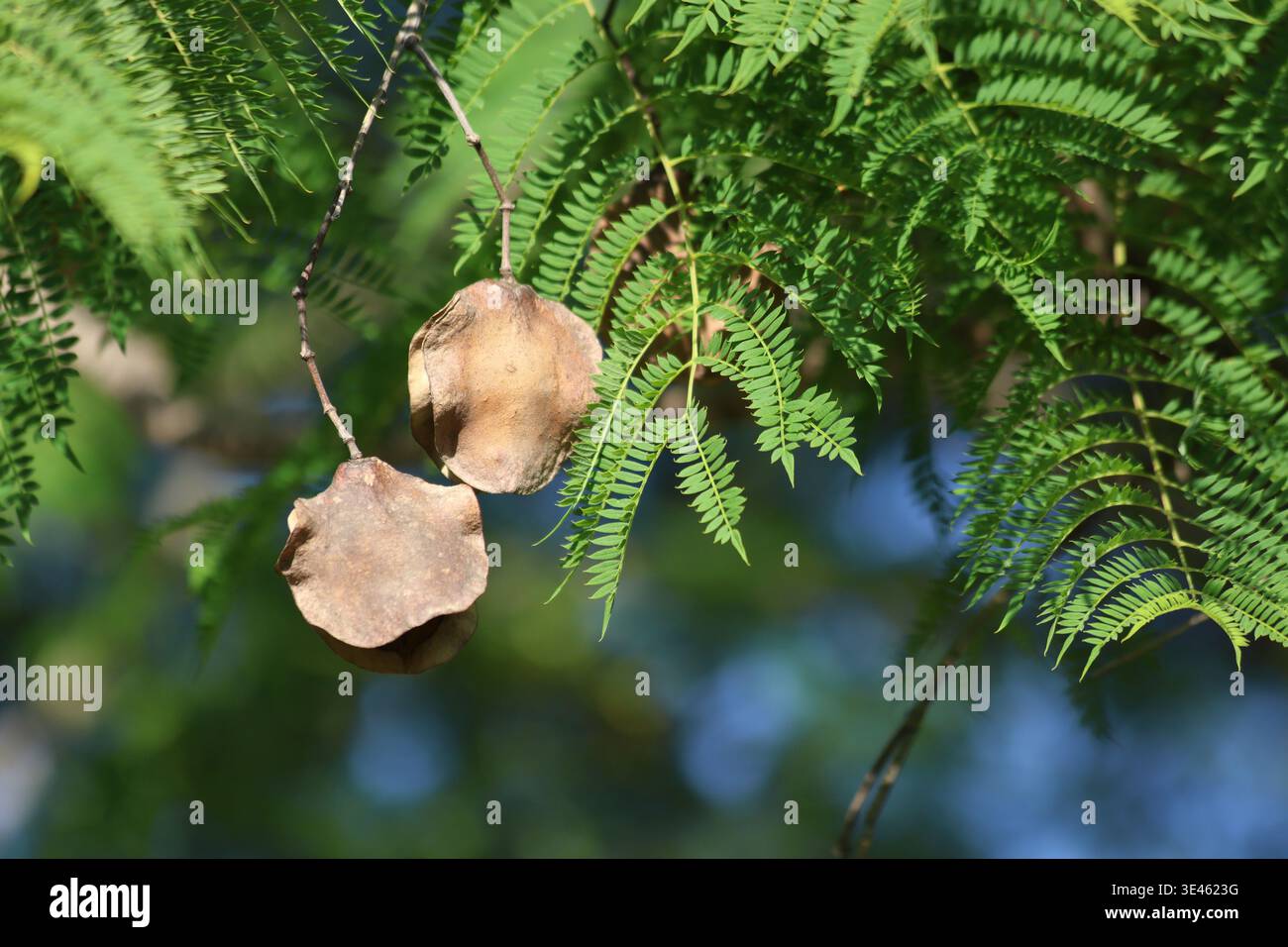seed pods of jacaranda tree Stock Photo - Alamy