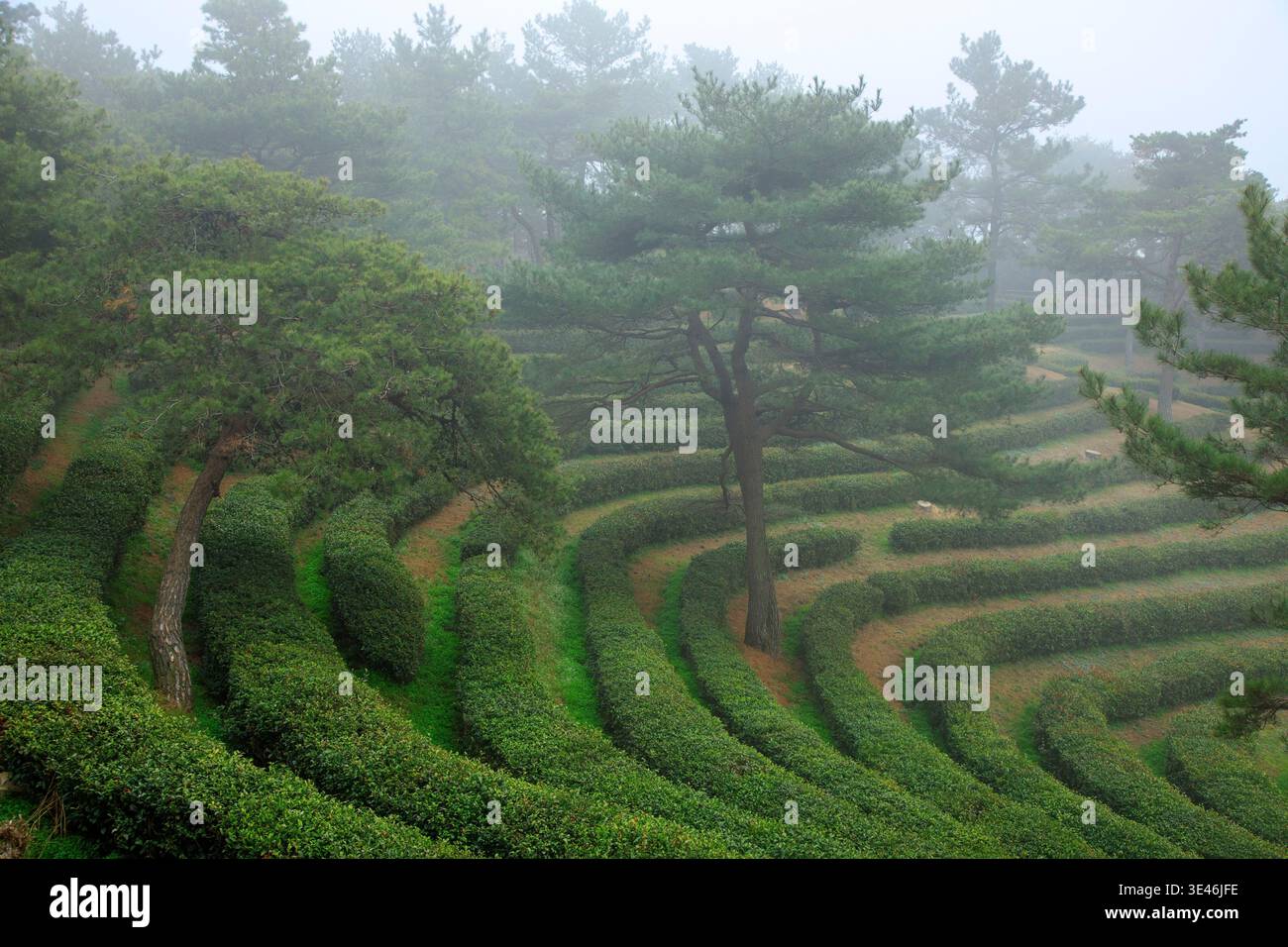 South Korea, Jeollanam-do, Boseong-gun, Boseong-eup, Korean Tea Museum ...