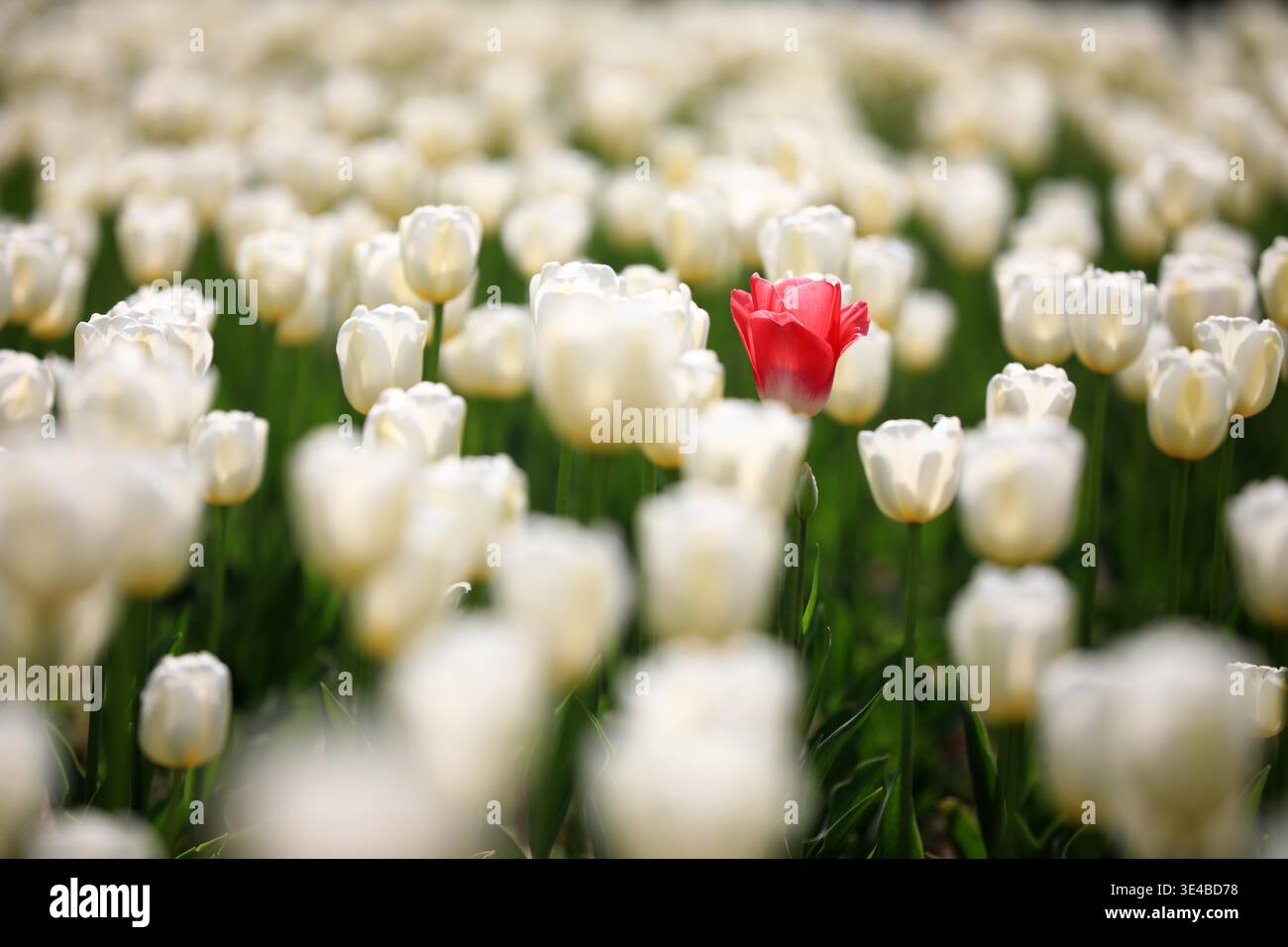 Visitors enjoy and photograph tulips at the 13th Tulip Flower ...