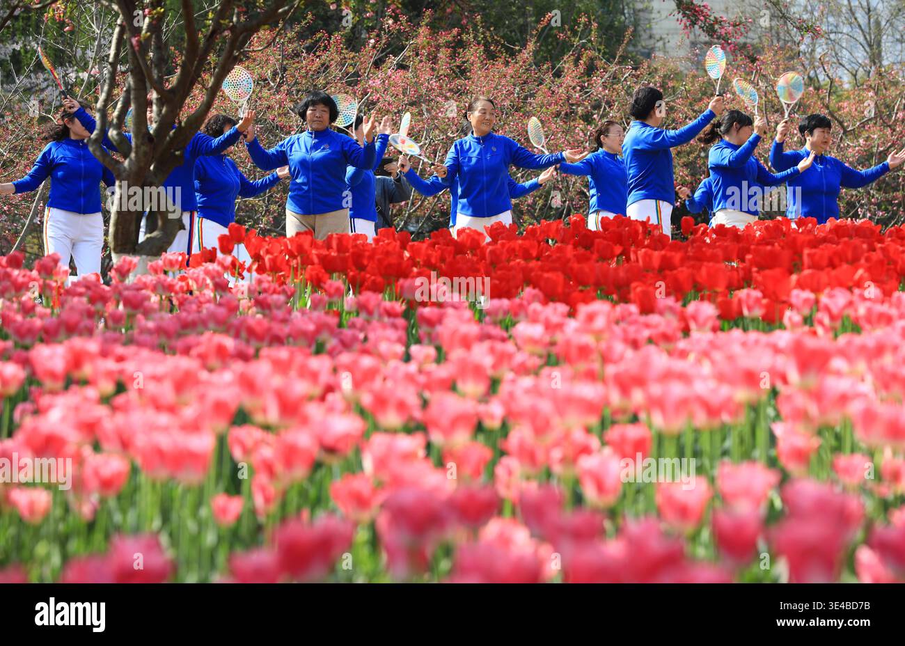 Visitors enjoy and photograph tulips at the 13th Tulip Flower ...