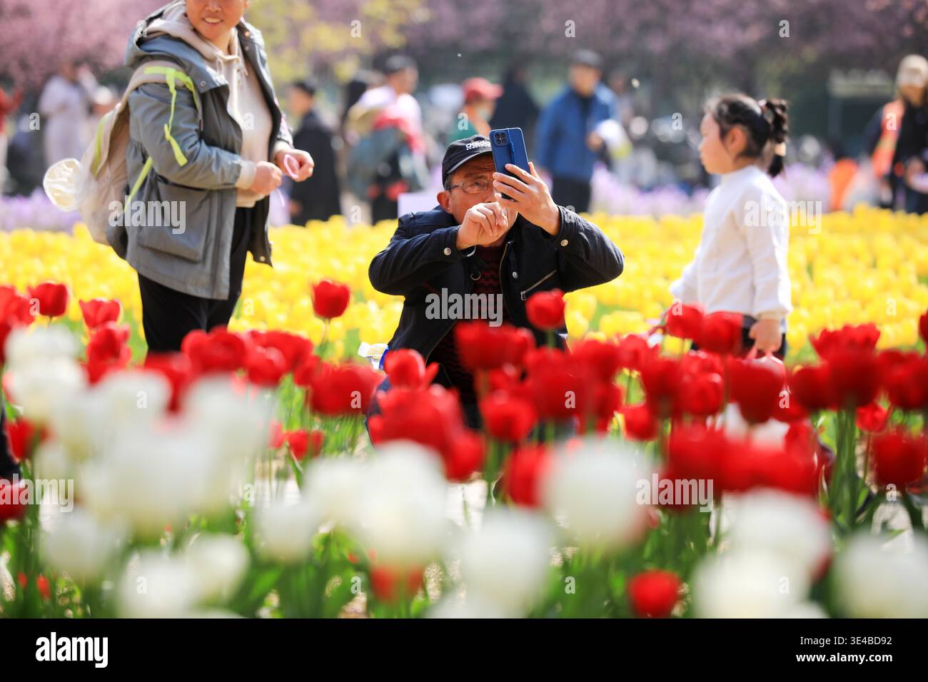 Visitors enjoy and photograph tulips at the 13th Tulip Flower ...