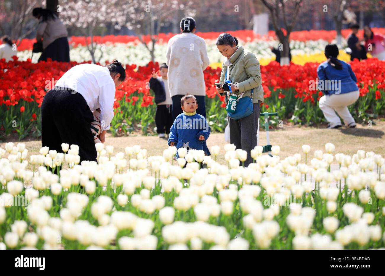 Visitors enjoy and photograph tulips at the 13th Tulip Flower ...