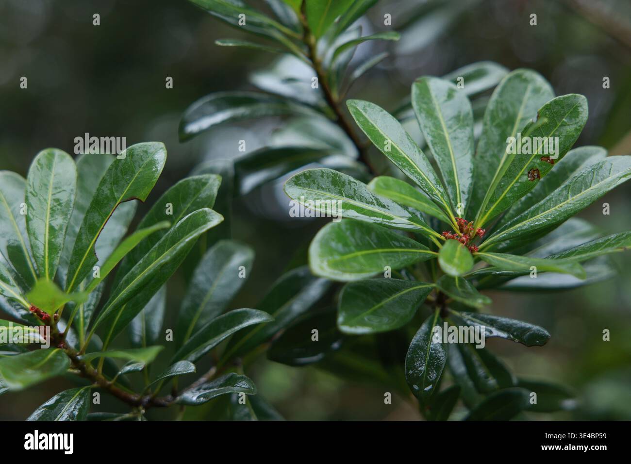 Purplish-red wild Chinese bayberry female flowers in bloom, March 26 ...