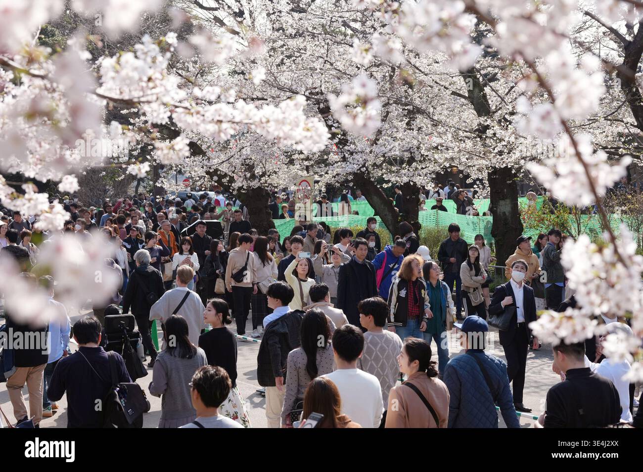 People enjoy watching cherry blossoms in full bloom at Ueno Park in ...