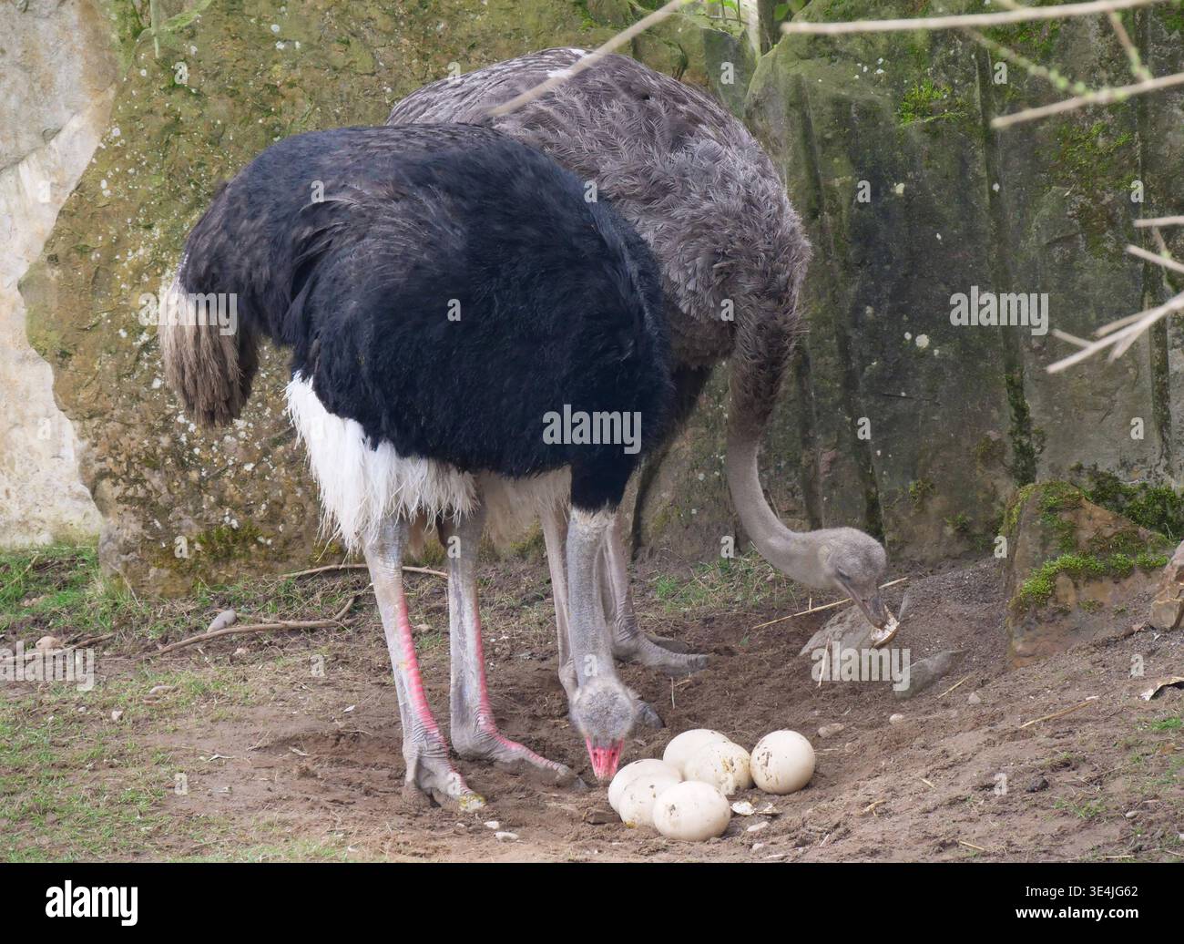 Tiere im Zoo Krefeld im Bundesland NRW-Deutschland Vogel Strauss ...