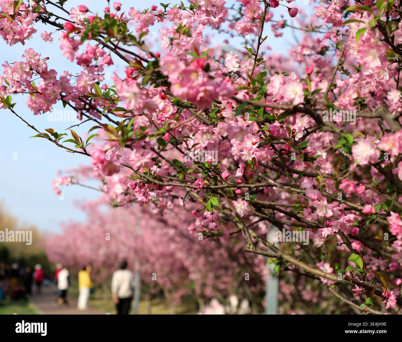 Beijing, China's Henan Province. 27th Mar, 2026. People enjoy crabapple ...
