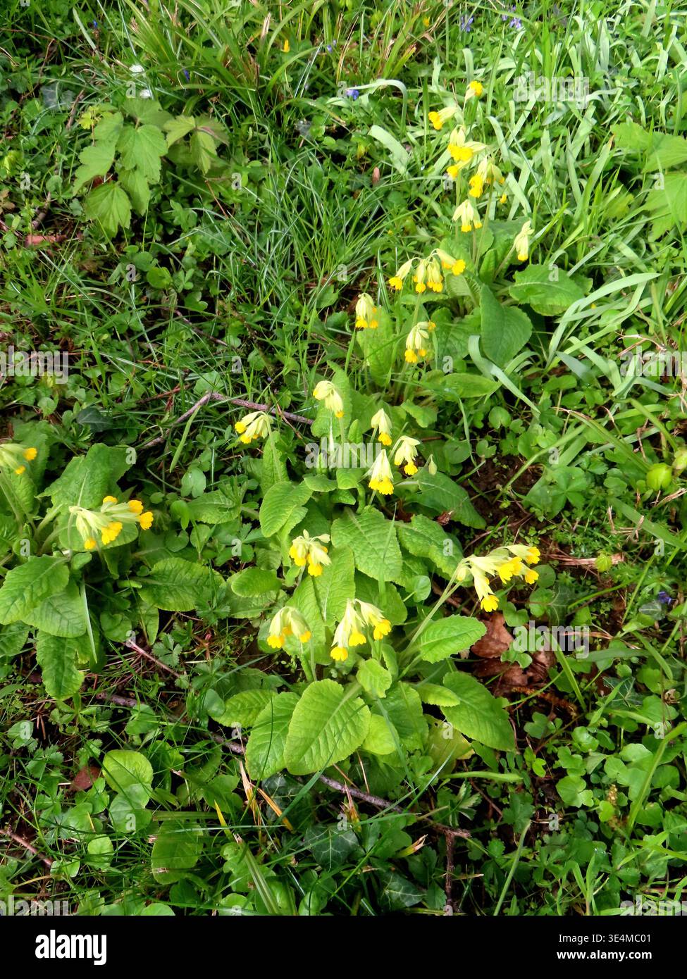 ein Wiesenprimel Cluster Wiesenprimel -Schluesselblume *** a meadow ...